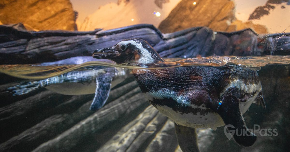 Oceanic Aquarium Balneário Camboriú